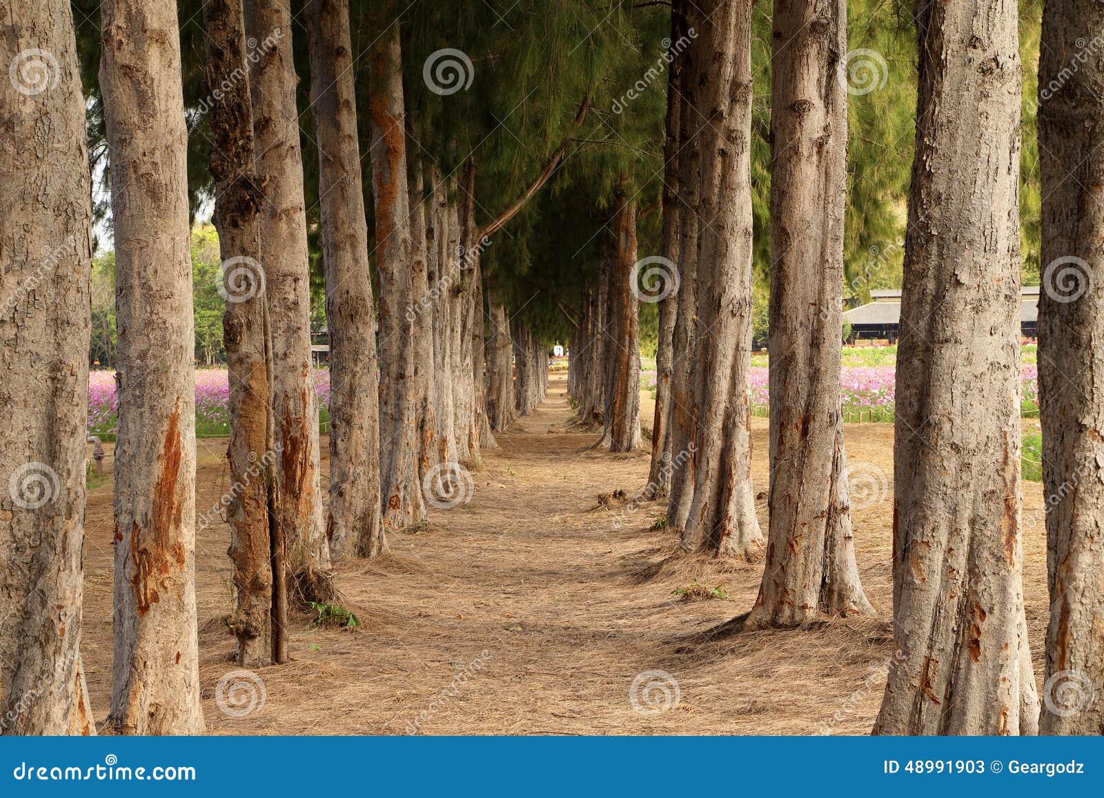 Gravel Path between Pine Trees Stock Image - Image of outdoor ...