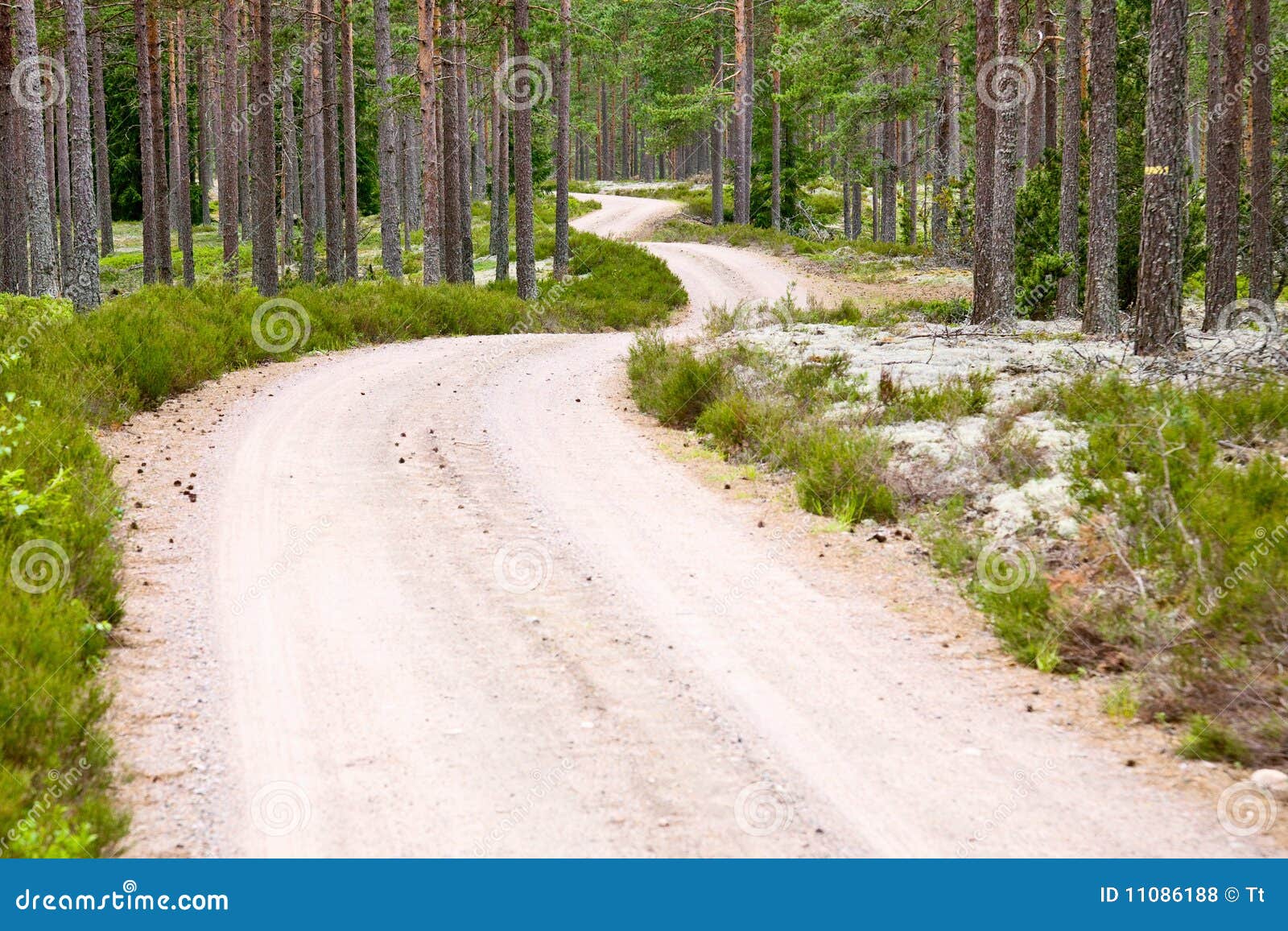 Gravel road stock photo. Image of scenic, pine, scenery - 11086188