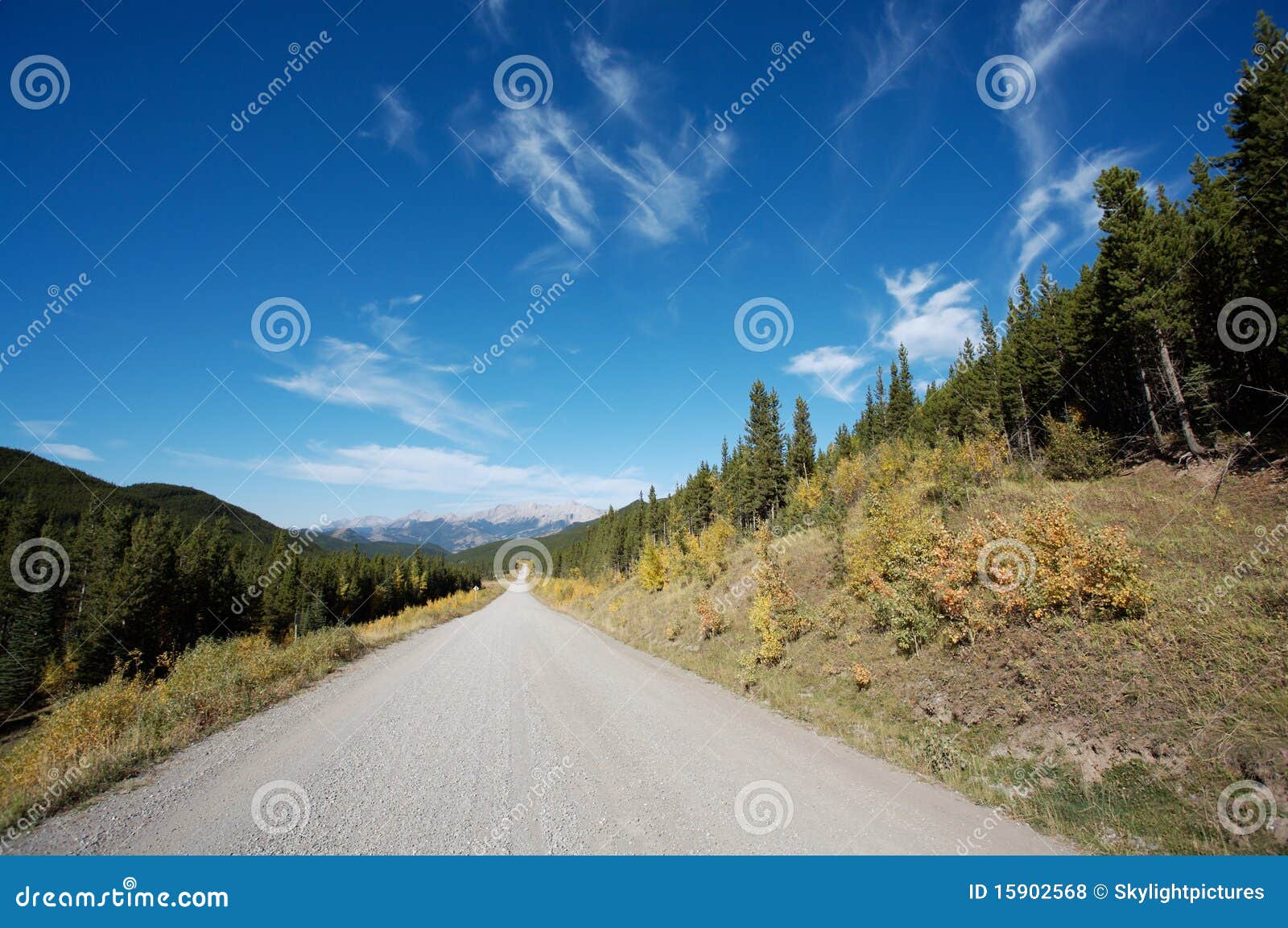 Gravel Road in the Back Country Stock Photo - Image of forest, back ...