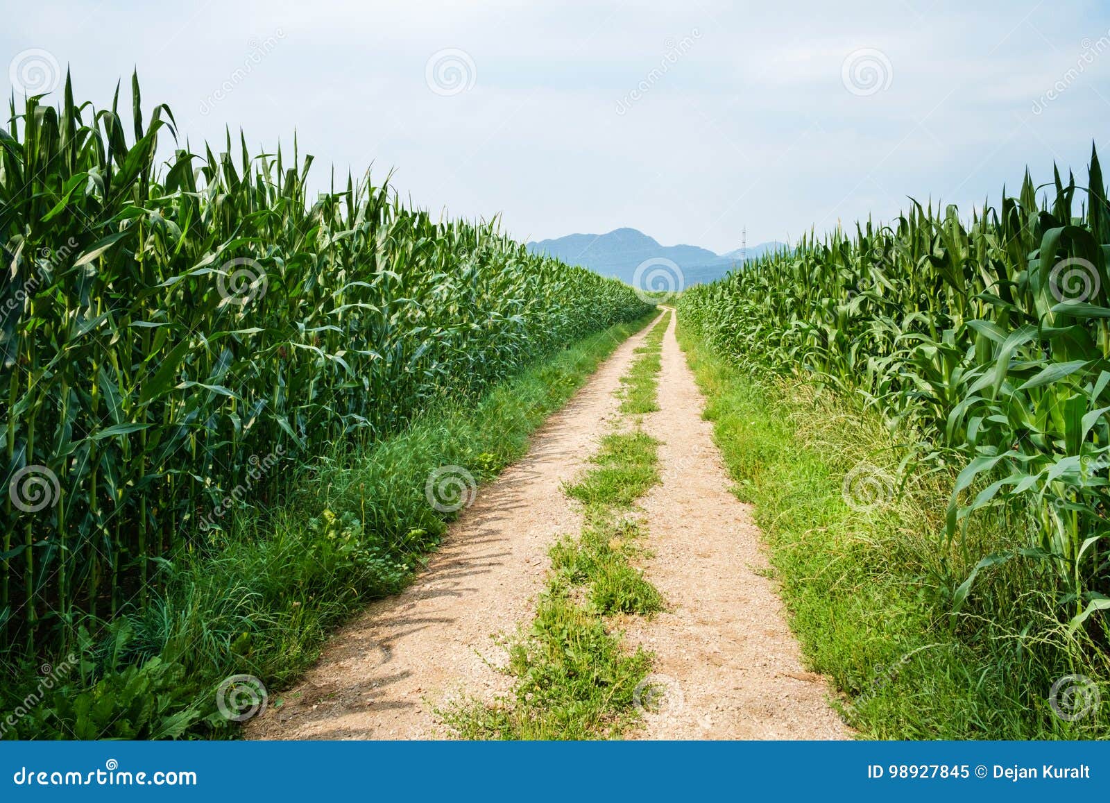 Gravel road between fields stock image. Image of food - 98927845