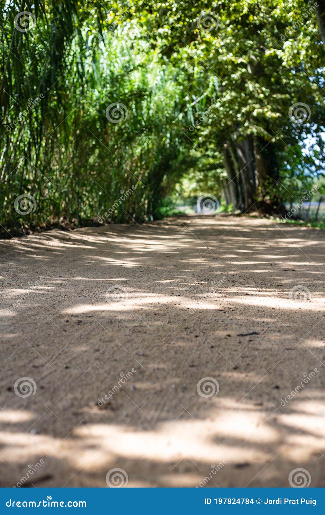 Gravel Sand Path on a Green Forest Landscape Stock Photo - Image of ...
