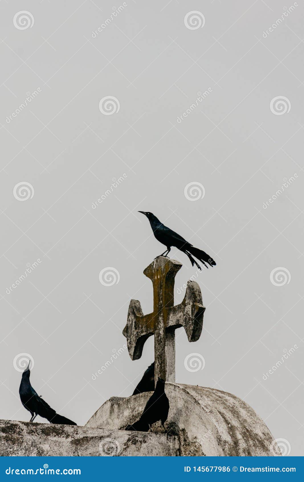 Graves and crows stock photo. Image of crows, mist, afternoon - 145677986