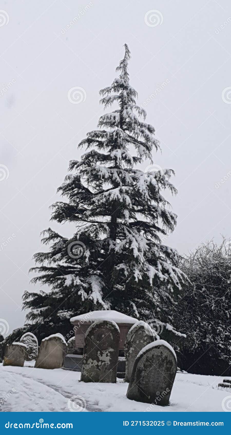 Cold and Frozen Graves Under a Tree Stock Image - Image of tree ...