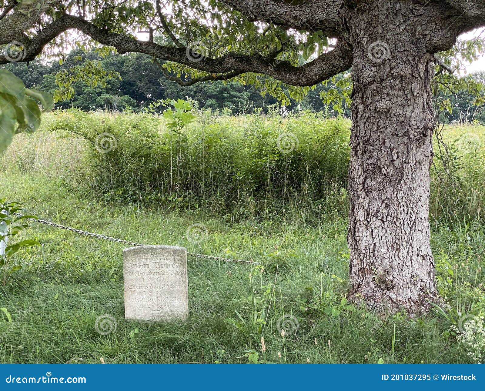 Gravestone Next To a Tree Trunk in a Field Stock Image - Image of ...