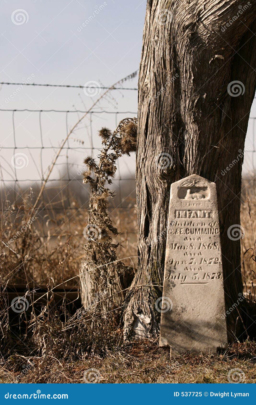 Gravestone by tree stock image. Image of family, tree, young - 537725