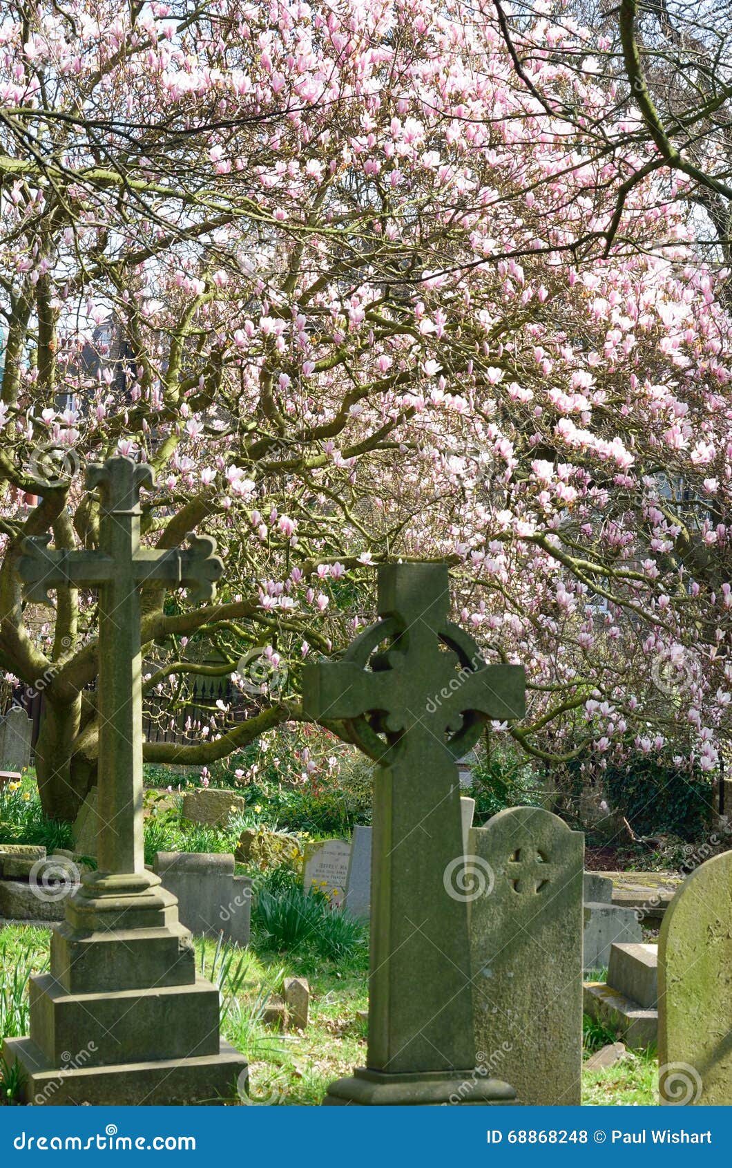 Gravestones with Pink Cherry Blossom Stock Photo - Image of blossom ...