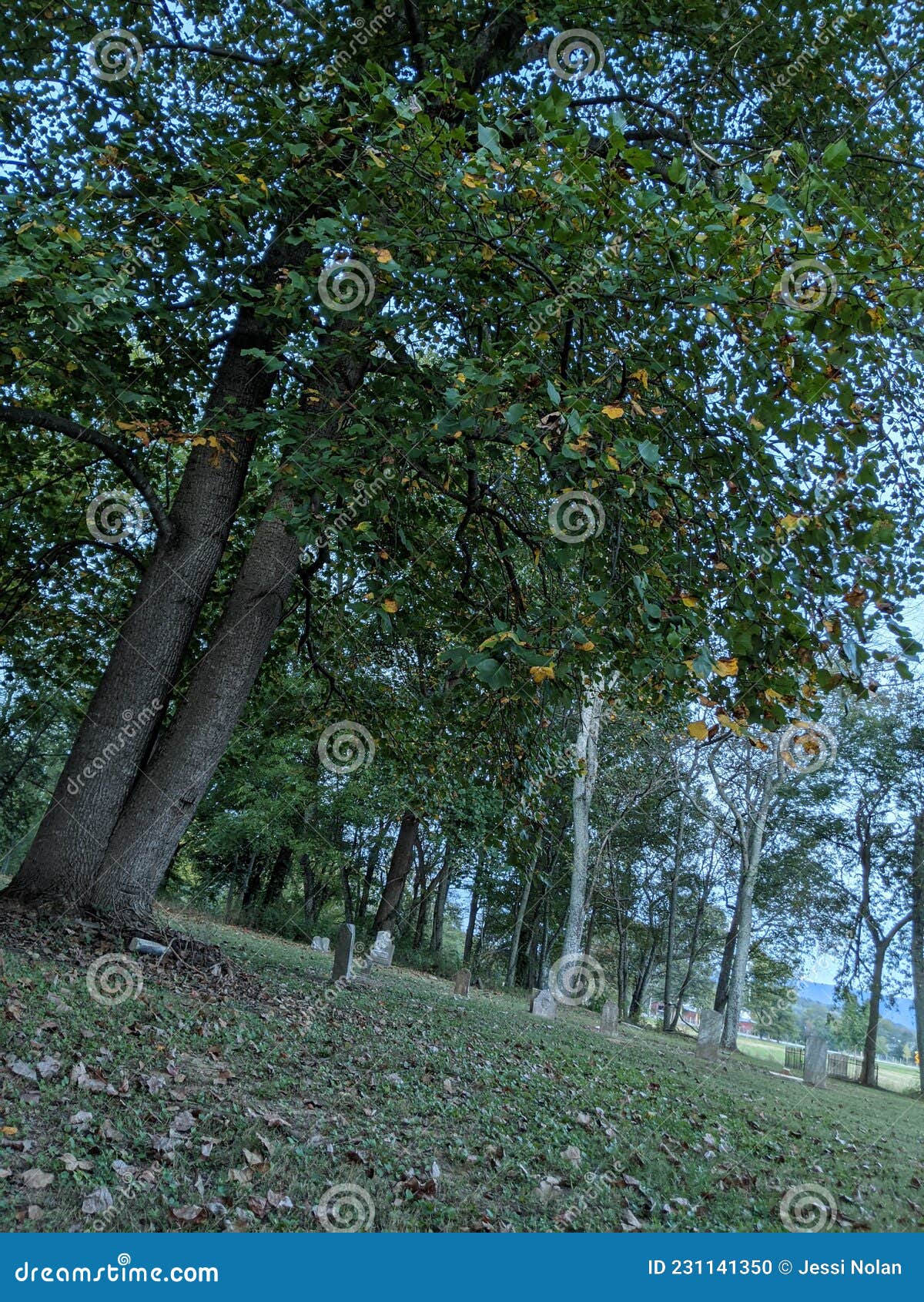 Graveyard fall stock photo. Image of deciduous, autumn - 231141350