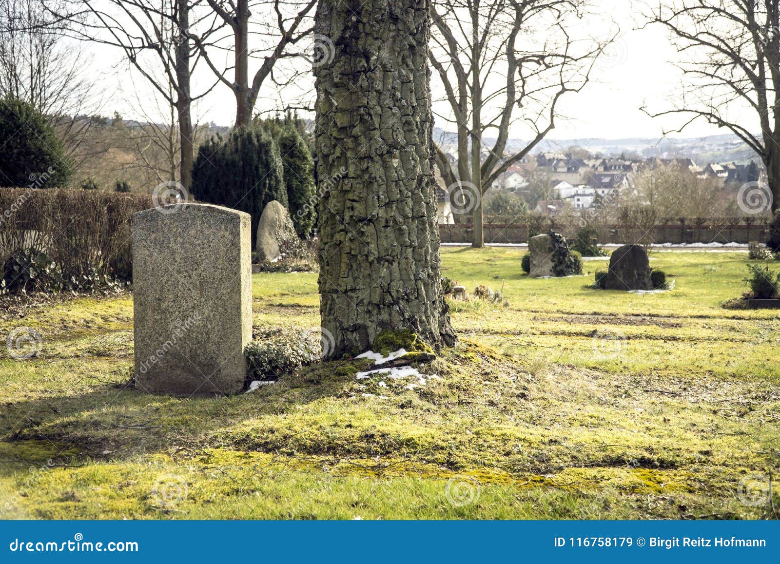 Graveyard stock image. Image of gravestone, trunk, tree - 116758179