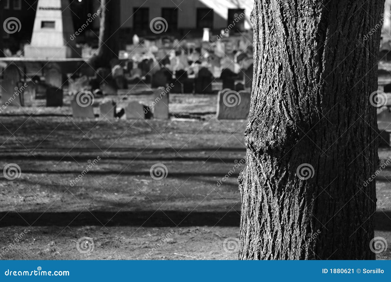 Graveyard tree stock image. Image of shadow, grave, cemetery - 1880621