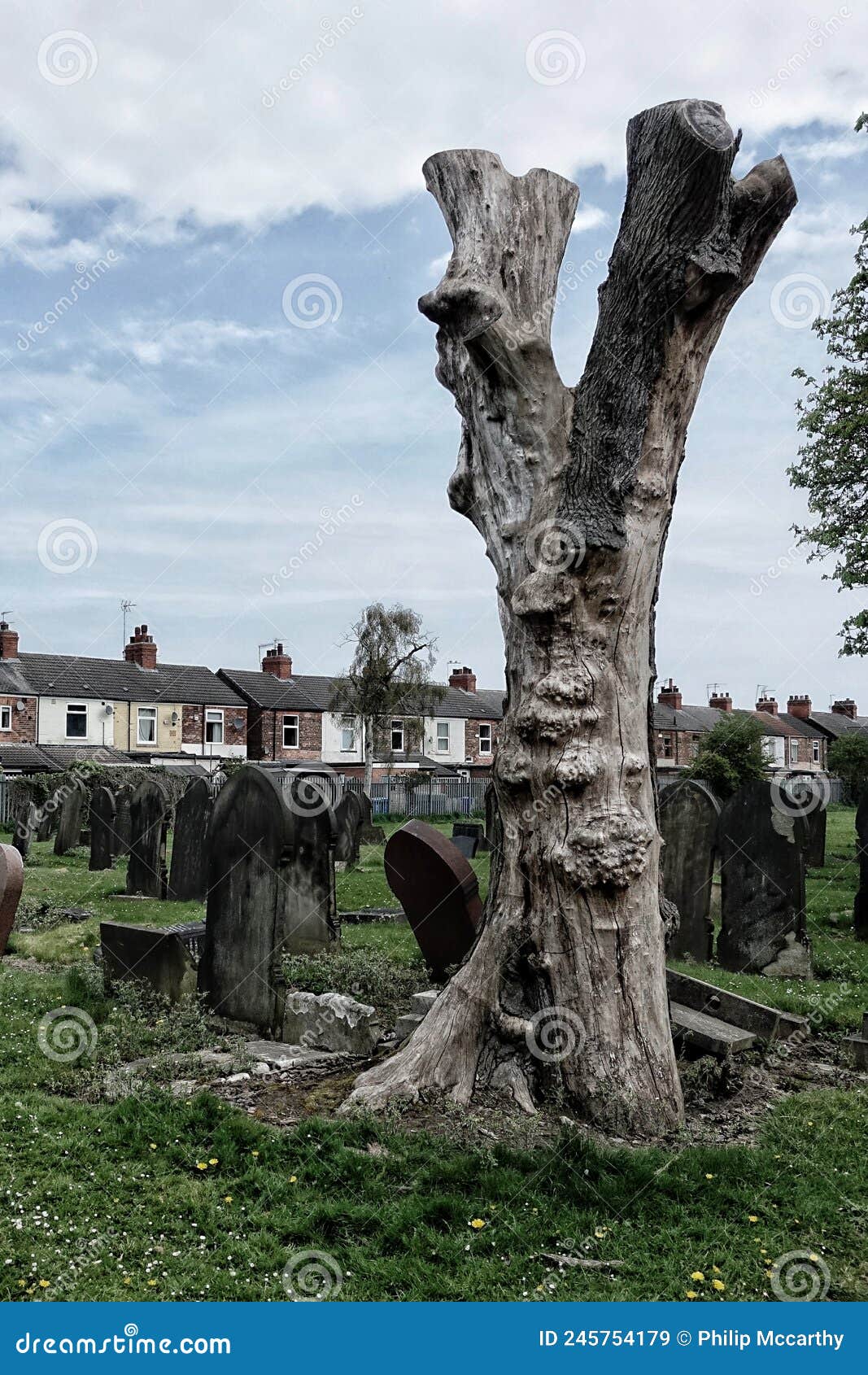 Graveyard Tree stock image. Image of gothic, headstones - 245754179