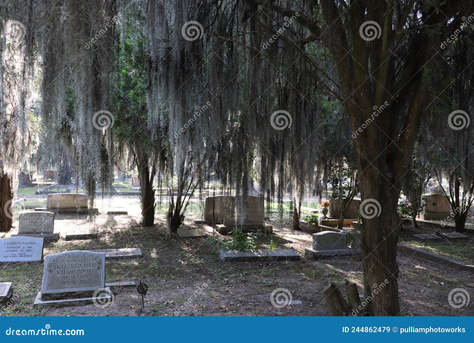 Tree with Moss in Front of Graves Editorial Stock Image - Image of ...