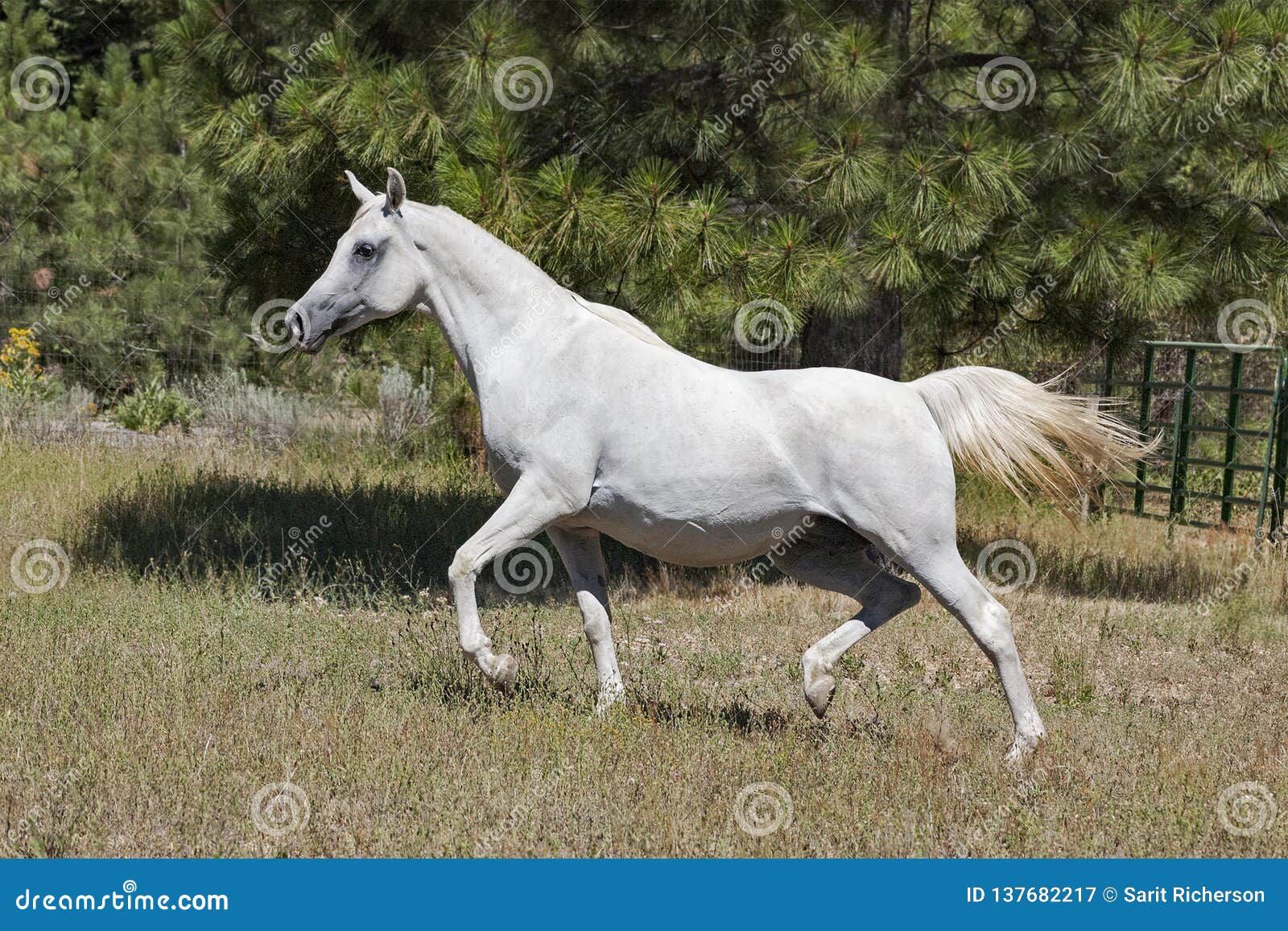 Gravid Vit Arab Mare Trotting I Att Beta Fotografering för Bildbyråer ...