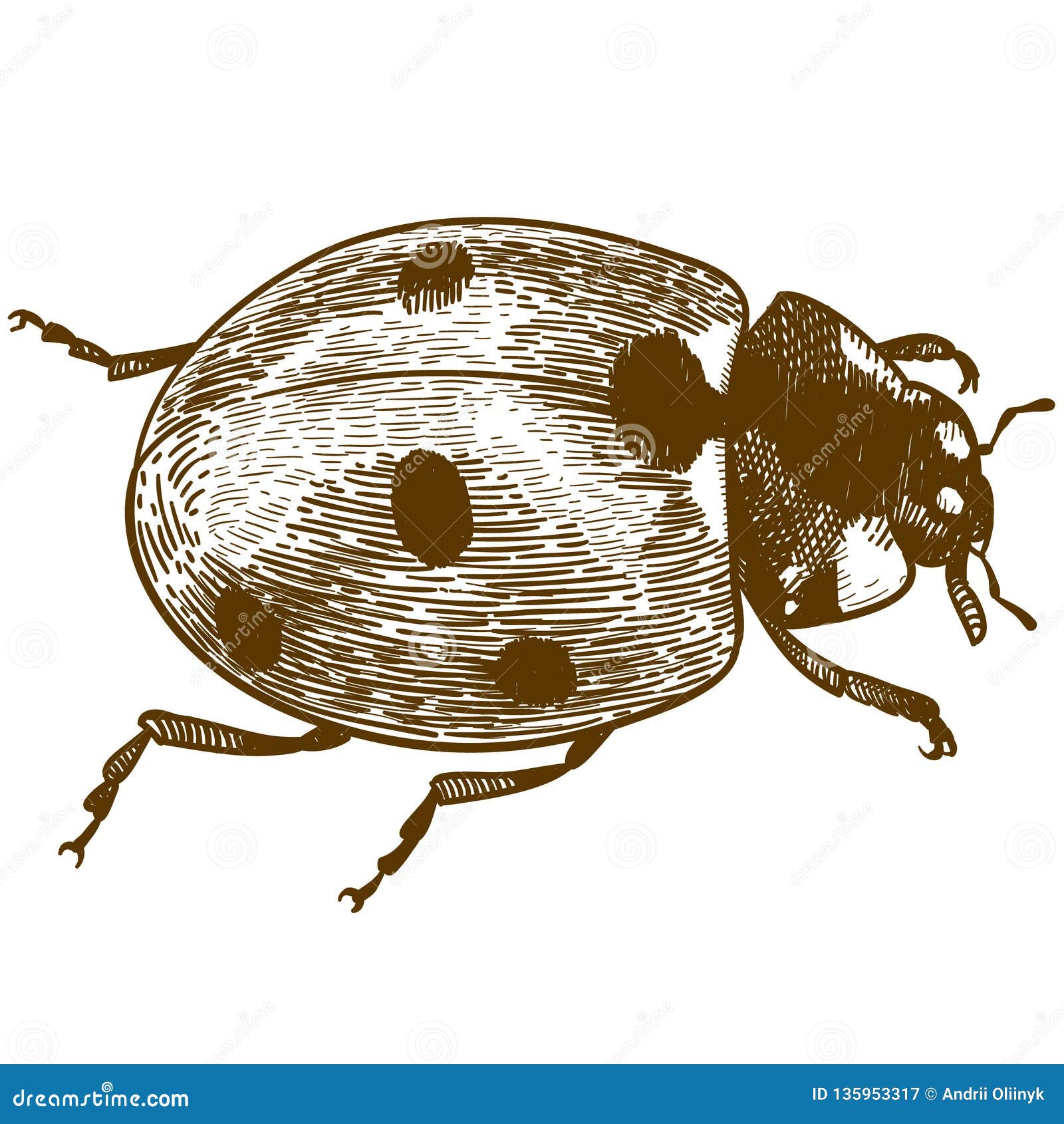 Gravure De L'illustration De La Coccinelle Ou De La Coccinelle ... Gravure De L'illustration De La Coccinelle Ou De La Coccinelle ...