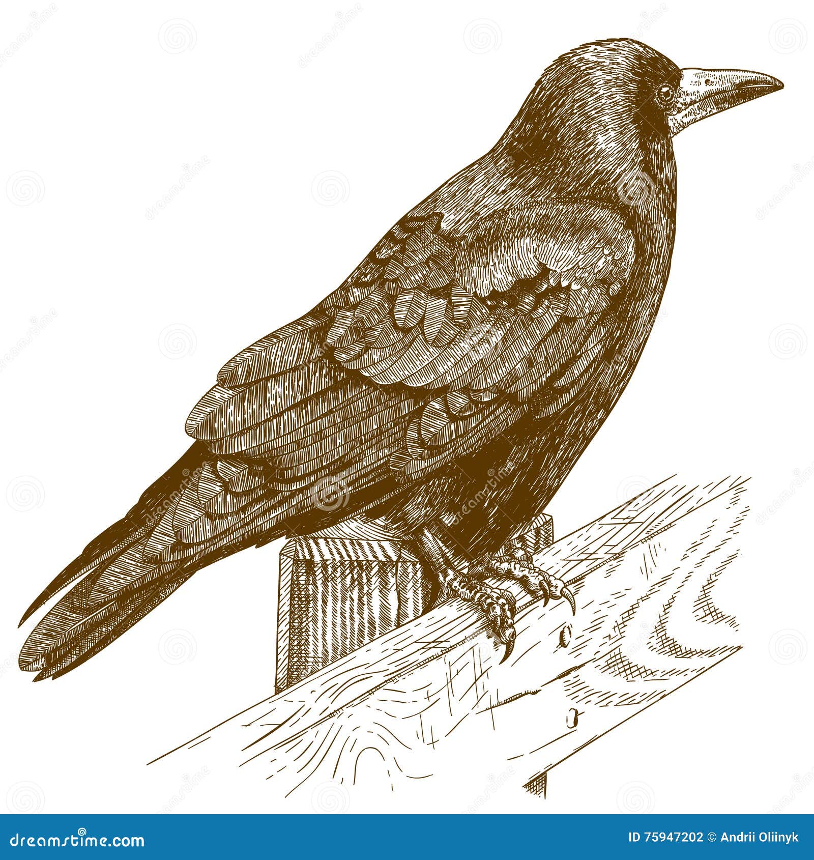 Gravureillustratie Van Raaf Vector Illustratie - Illustration of schets ...