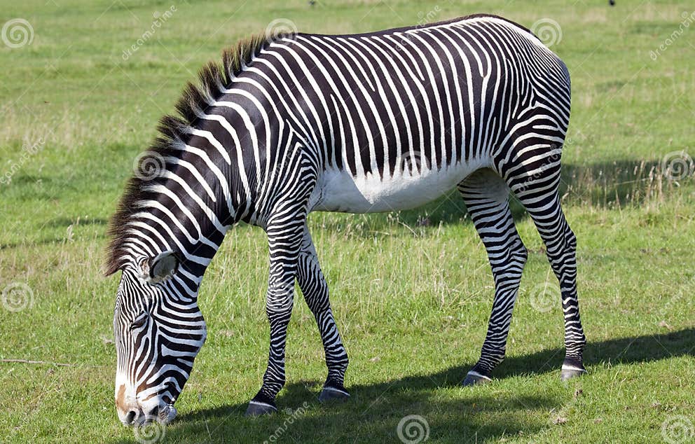 Gravys Zebra grazing stock image. Image of equine, zoology - 33351857
