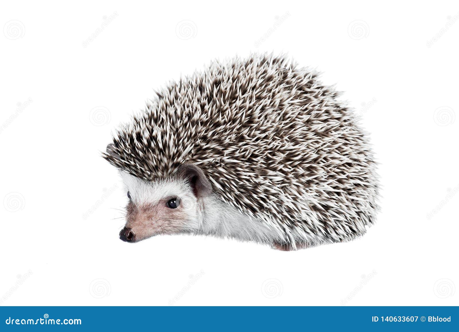 African Pygmy Hedgehog Isolated On White Background Stock Image Image