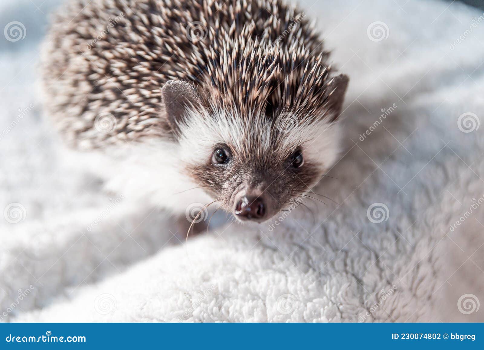 Gray African Pygmy Hedgehog Playing on a White Blanket Stock Photo ...