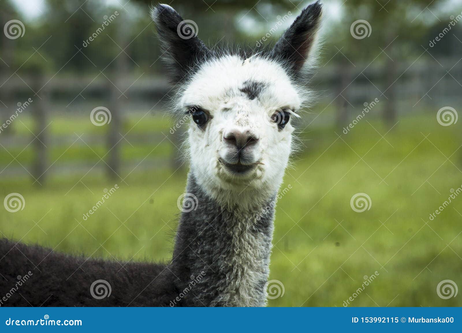Gray alpaca closeup stock image. Image of baby, farmland - 153992115