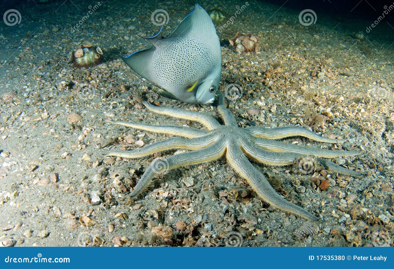 Gray Angelfish and Nine Arm Sea Star Stock Photo - Image of ocean ...