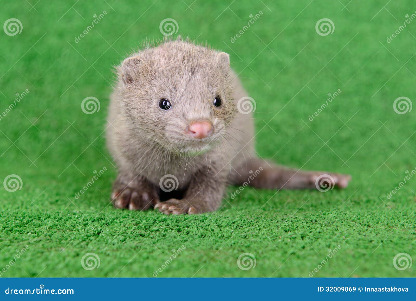 Gray animal mink stock image. Image of fangs, fluffy - 32009069