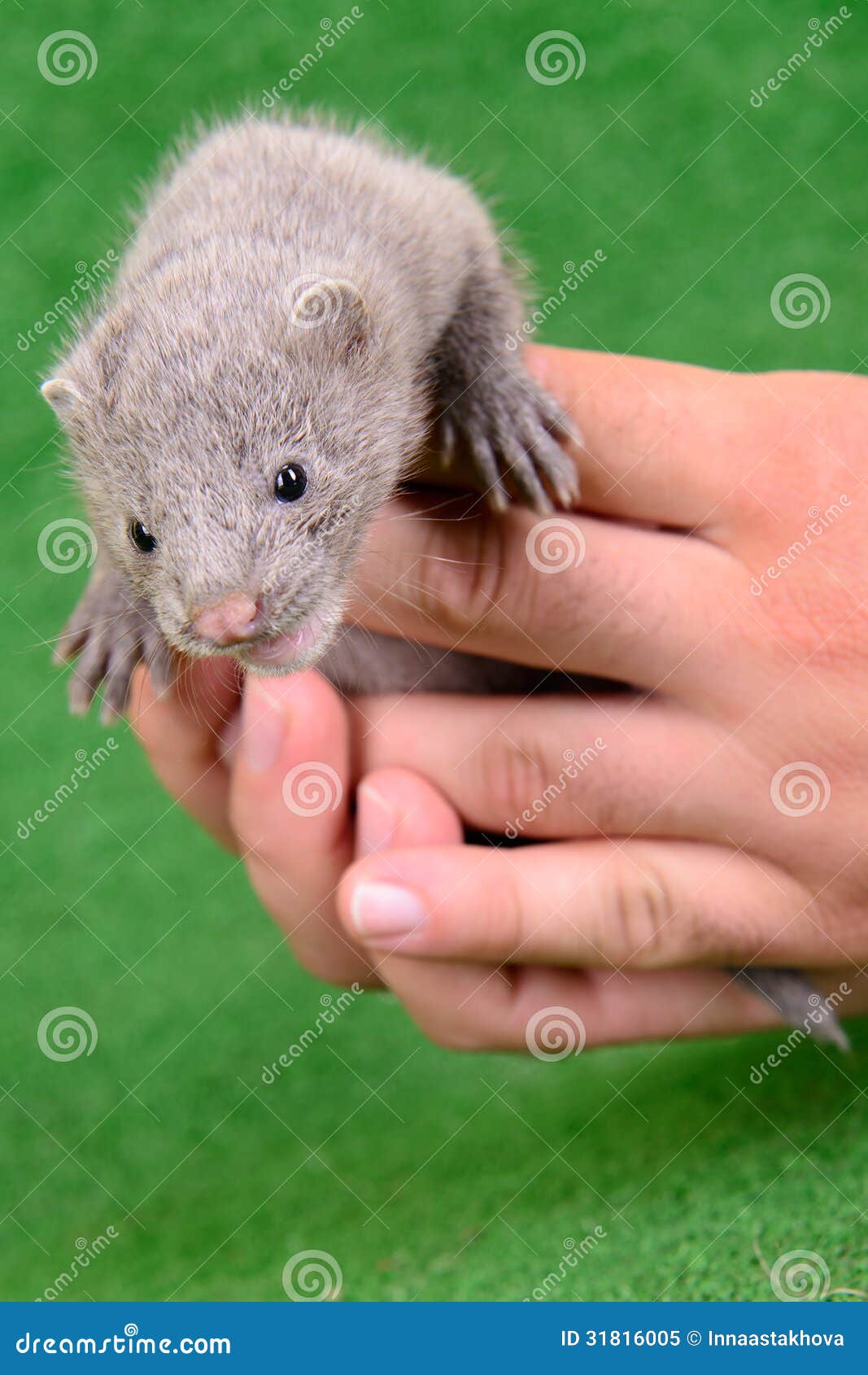Gray animal mink stock image. Image of mink, gray, nature - 31816005