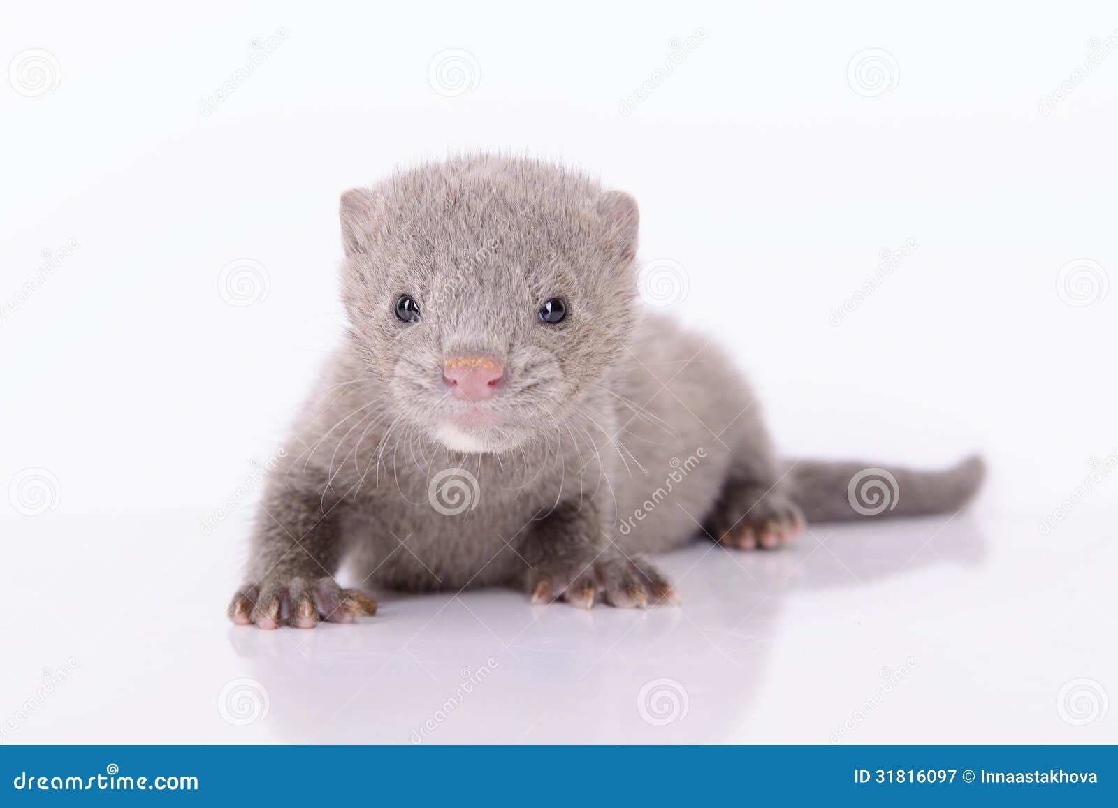 4,095 Animal Mink Stock Photos - Free & Royalty-Free Stock Photos from ...