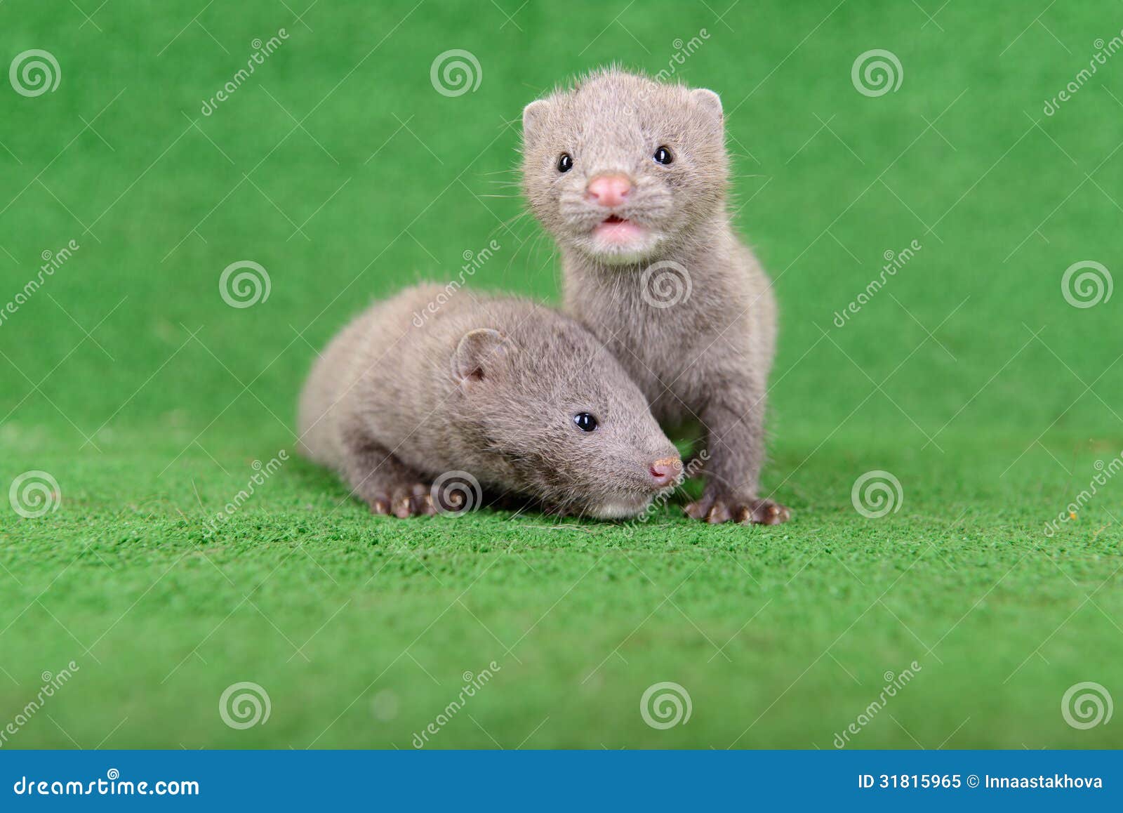 Gray animals mink stock image. Image of grass, game, breed - 31815965