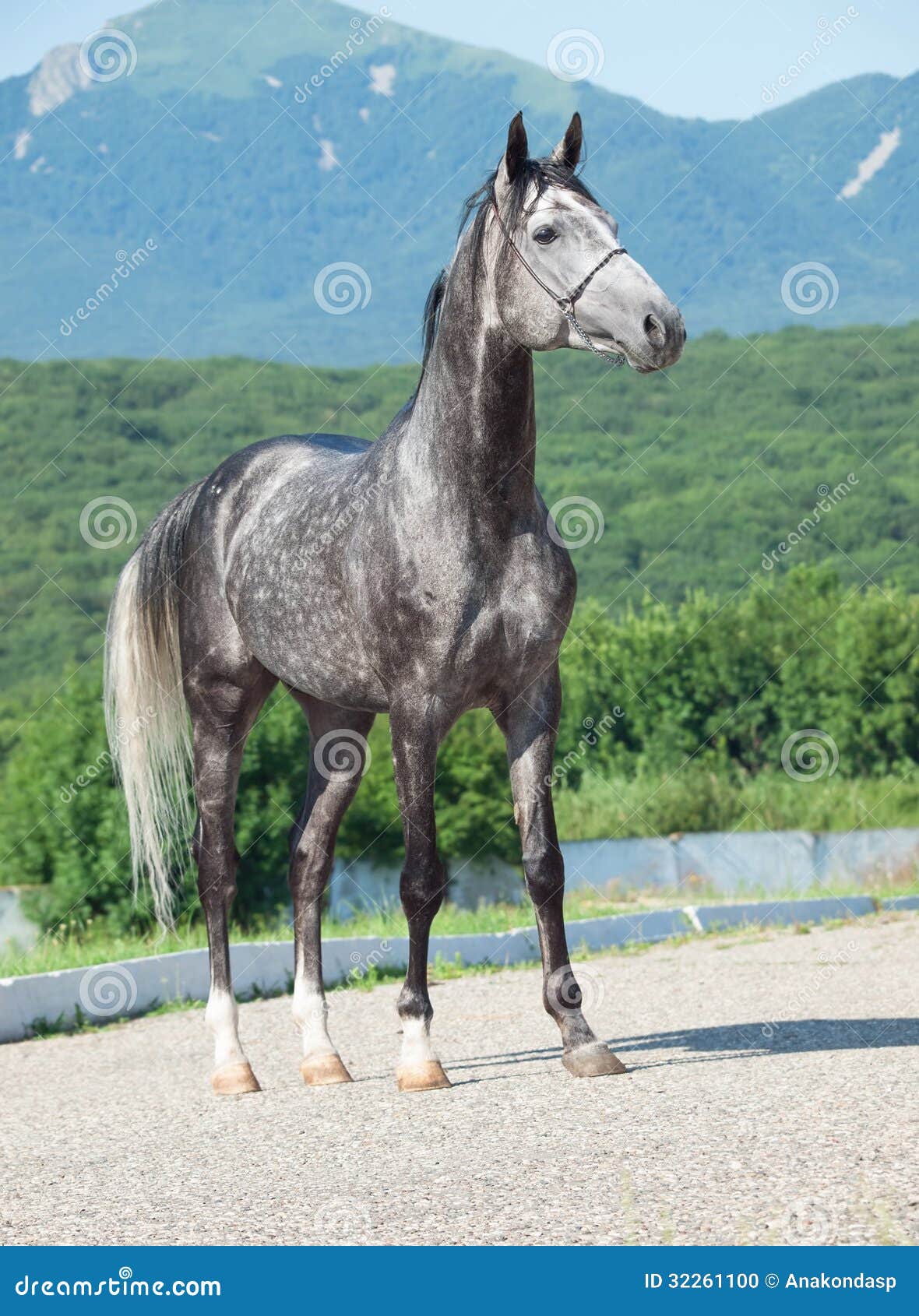 Gray Arabian Stallion At Mountain Background Stock Photo ...