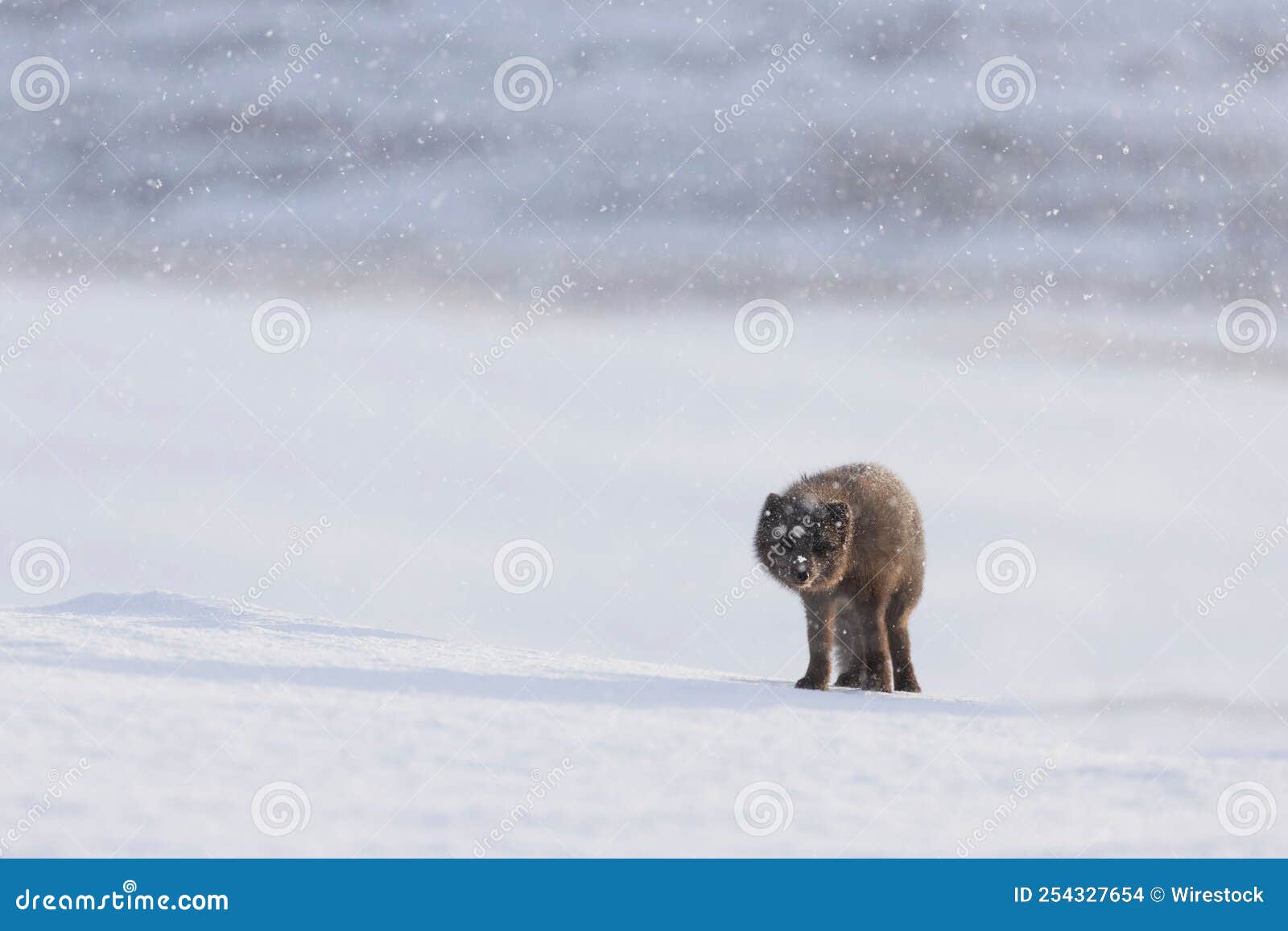 Gray Arctic Fox Walking on a Snowy Hill Stock Photo - Image of wildlife ...