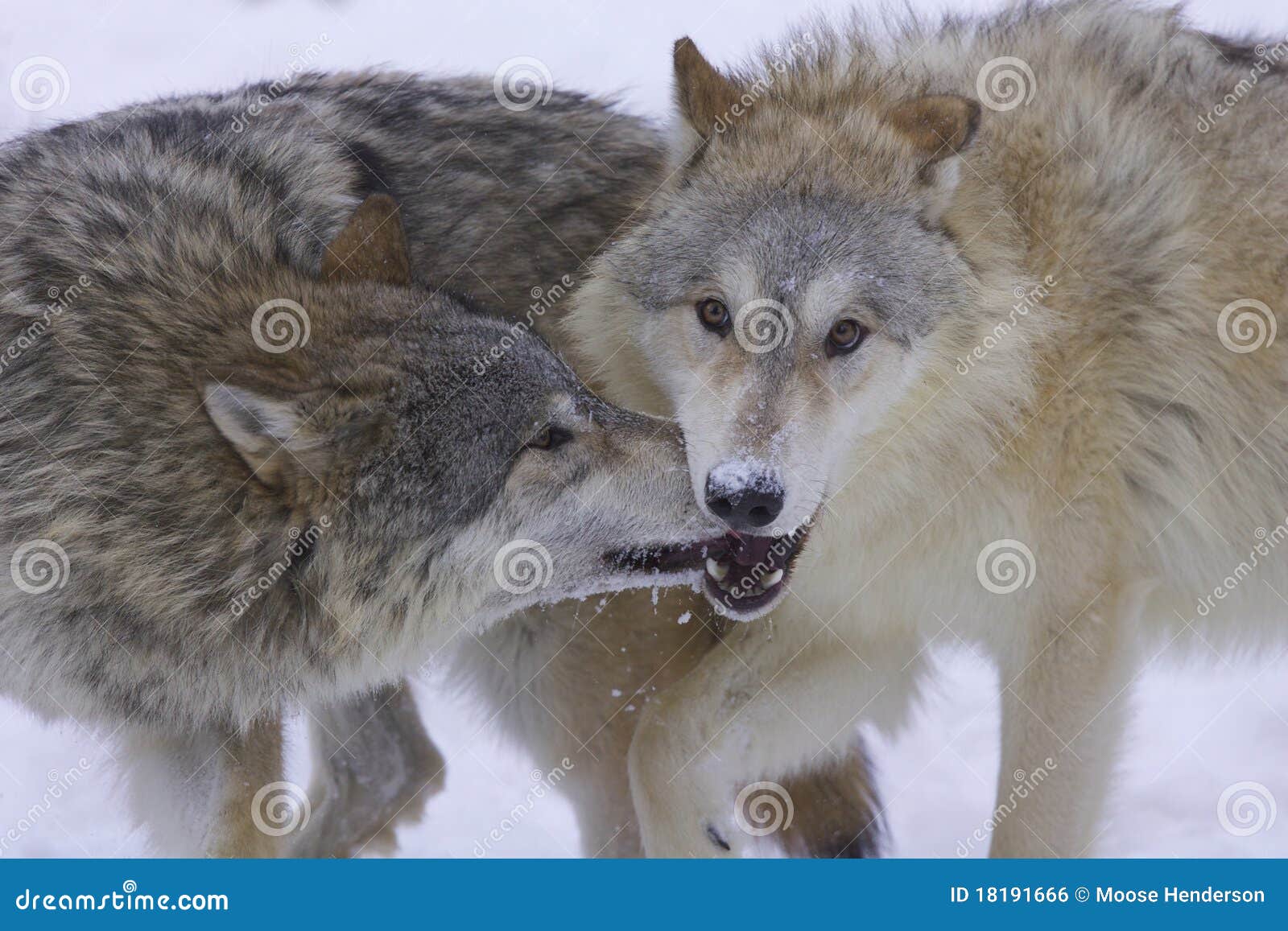 Gray or Arctic Wolves stock photo. Image of mammal, beast - 18191666