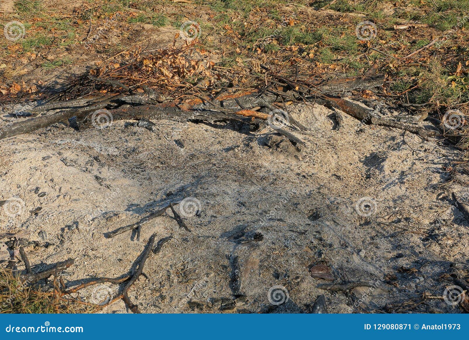 Gray Ash and Pieces of Branches in an Extinct Fire in the Forest Stock ...