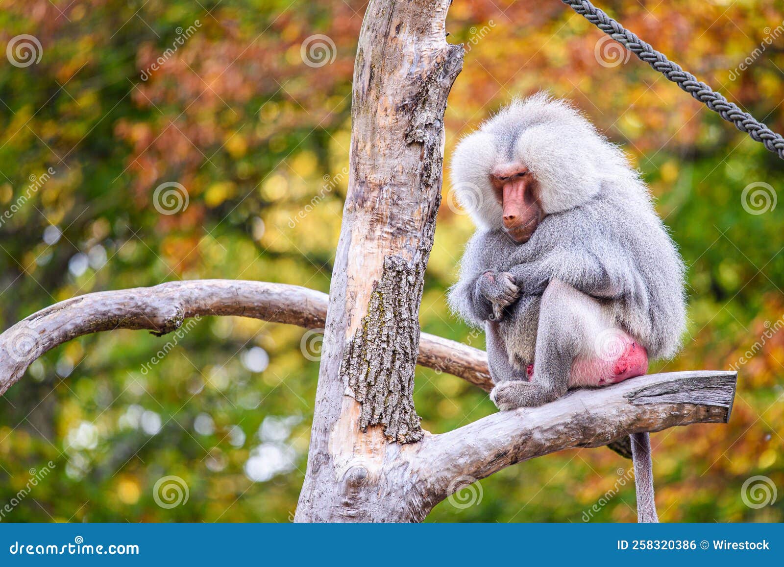 Gray Baboon Monkey Resting on Tree Branch by Ropes on Blur Colorful ...