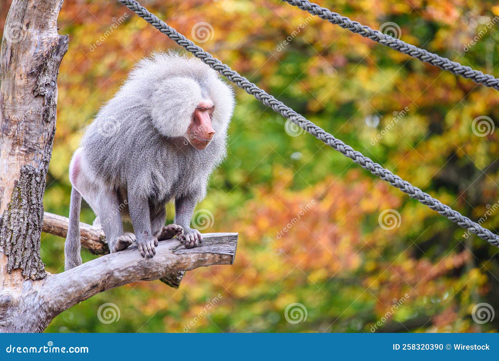 Gray Baboon Monkey Resting on Tree Branch by Ropes on Blur Colorful ...