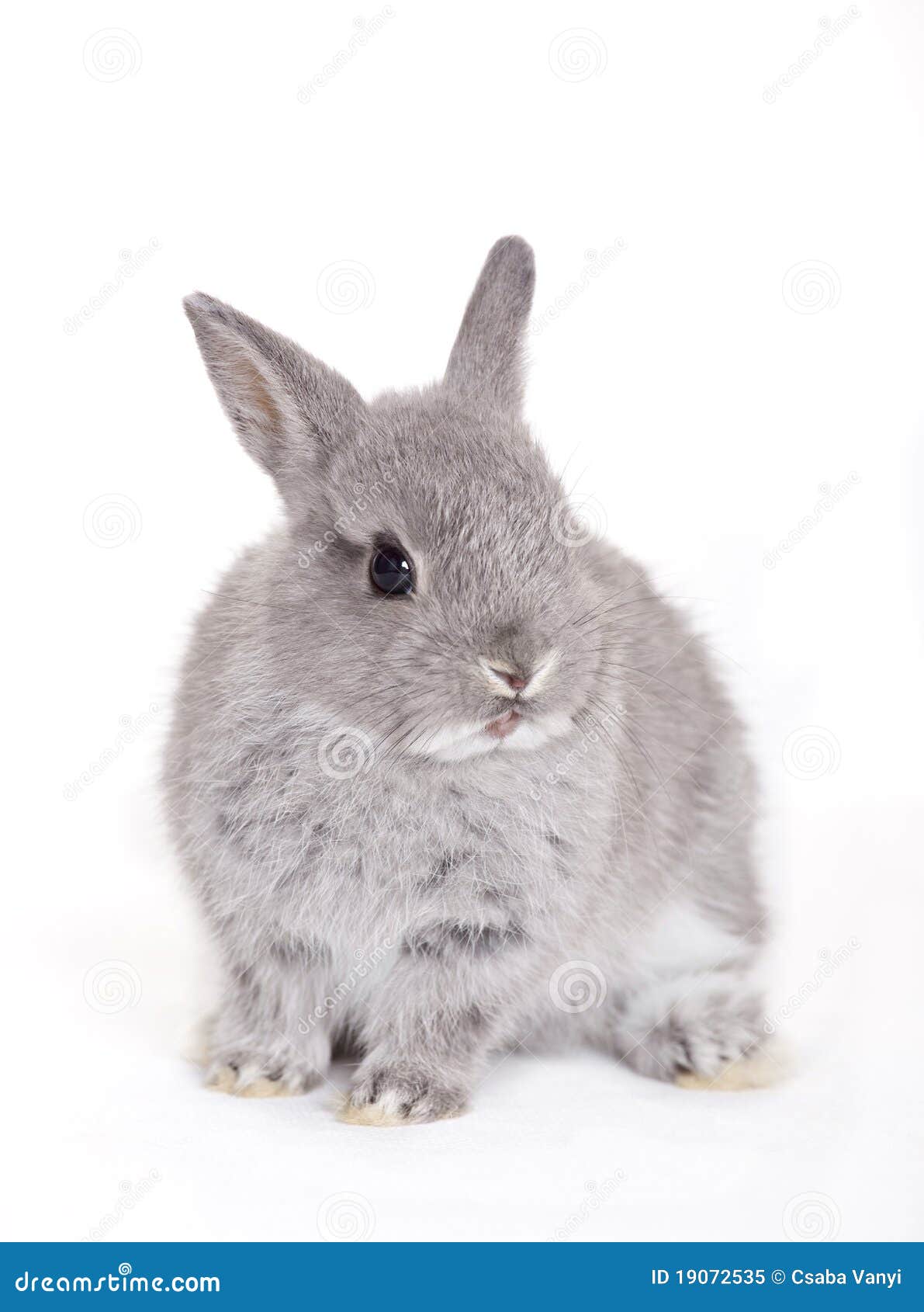 Grey Baby Bunnies