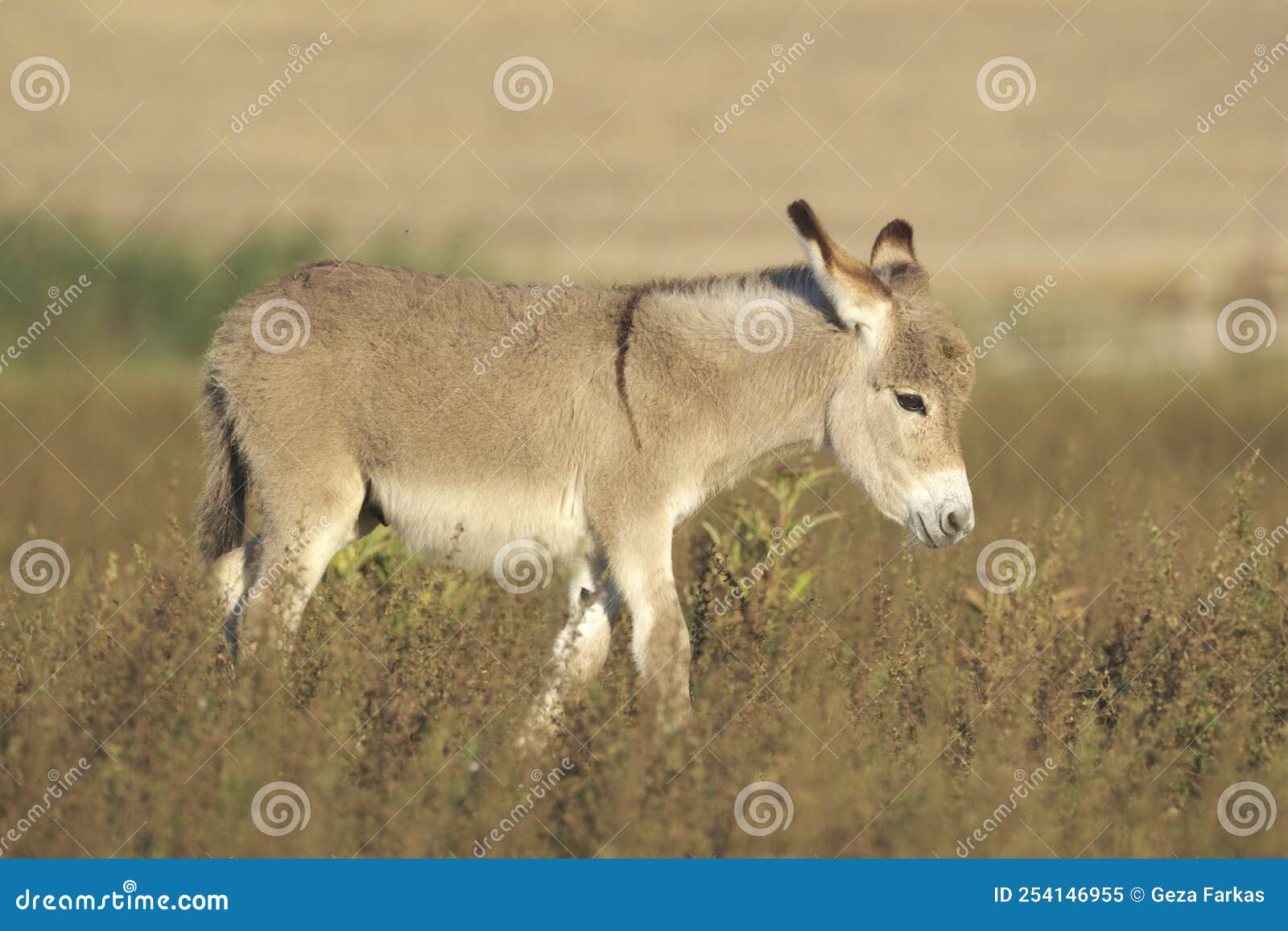 Gray Baby Donkey on the Pasture Stock Image - Image of grazing, head ...