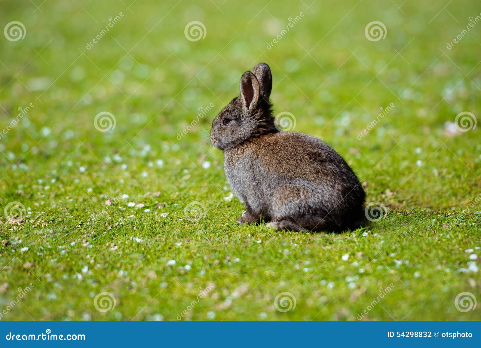 Gray baby rabbit outdoors stock photo. Image of ears - 54298832