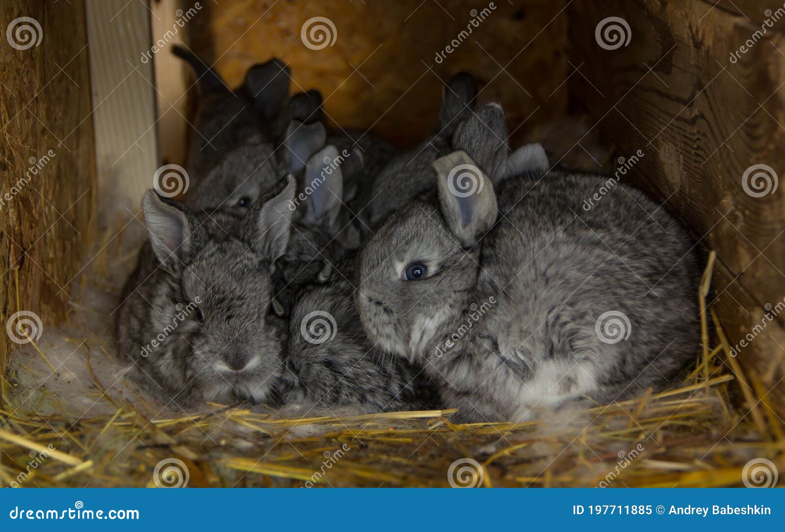 Gray Baby Rabbits in the Nest Stock Image - Image of mammal, newborn ...