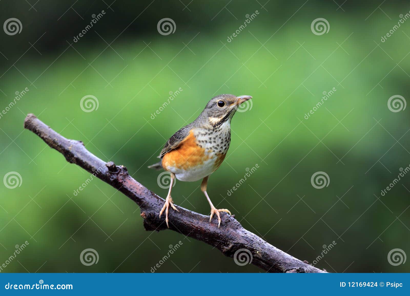 Gray-backed Thrush, Turdus Hortulorum Stock Photo - Image of navy ...