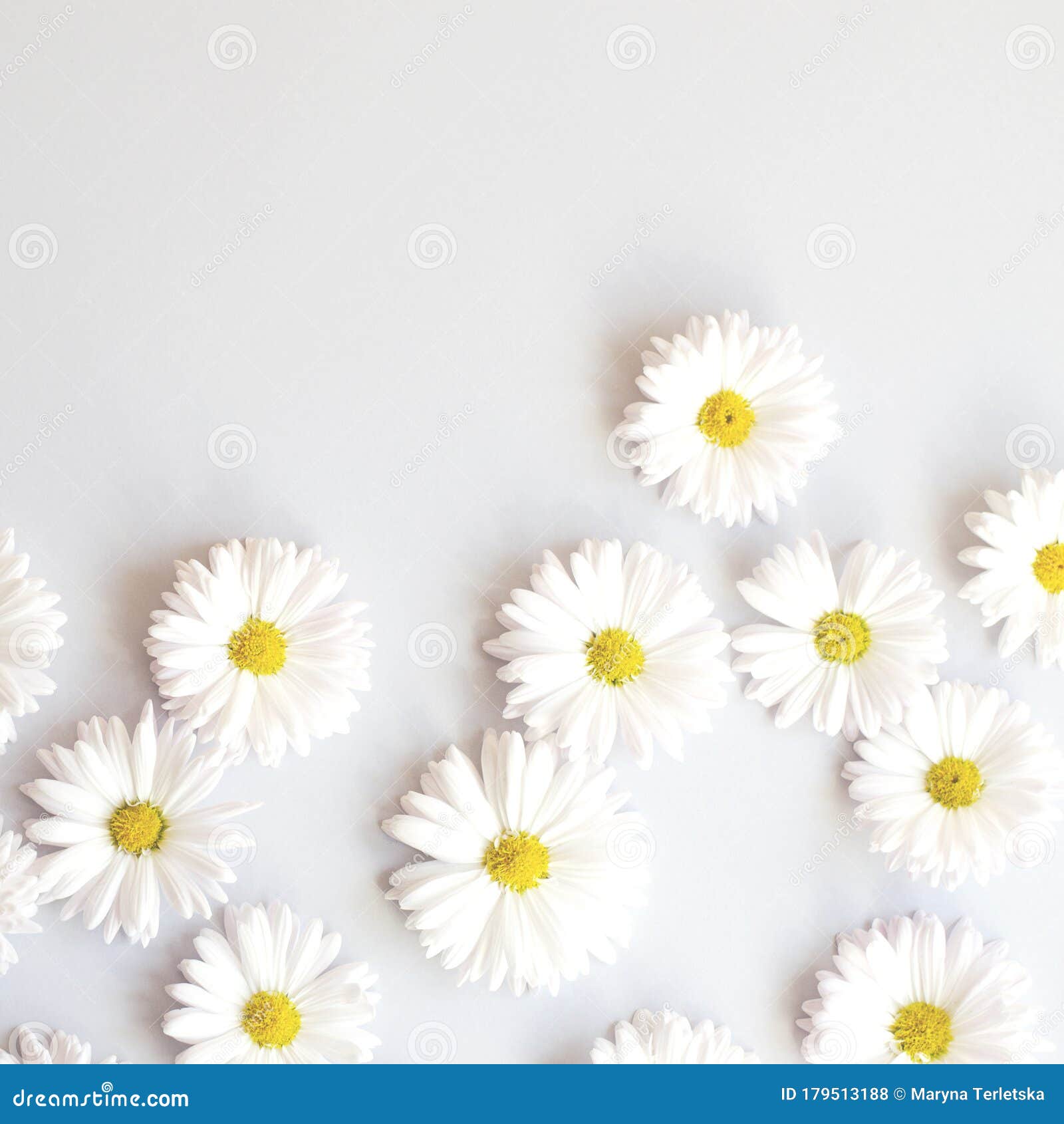Gray Background with a Lot of Daisy Flowers Stock Photo - Image of ...