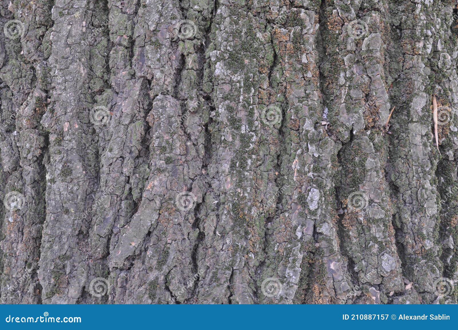 Gray Background in the Tree Bark Stock Image - Image of lumber ...