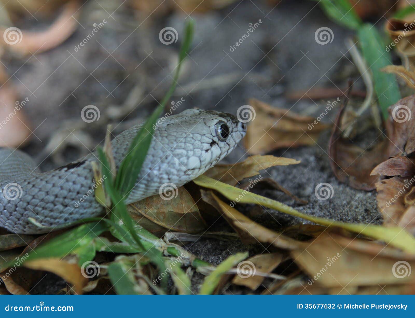 Gray-Banded King Snake Stock Photo | CartoonDealer.com #35677632