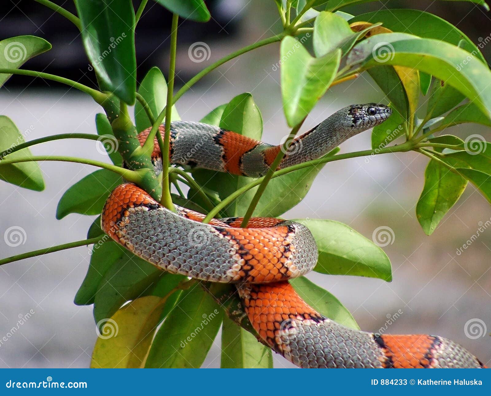 Gray banded kingsnake stock image. Image of phobia, gray - 884233