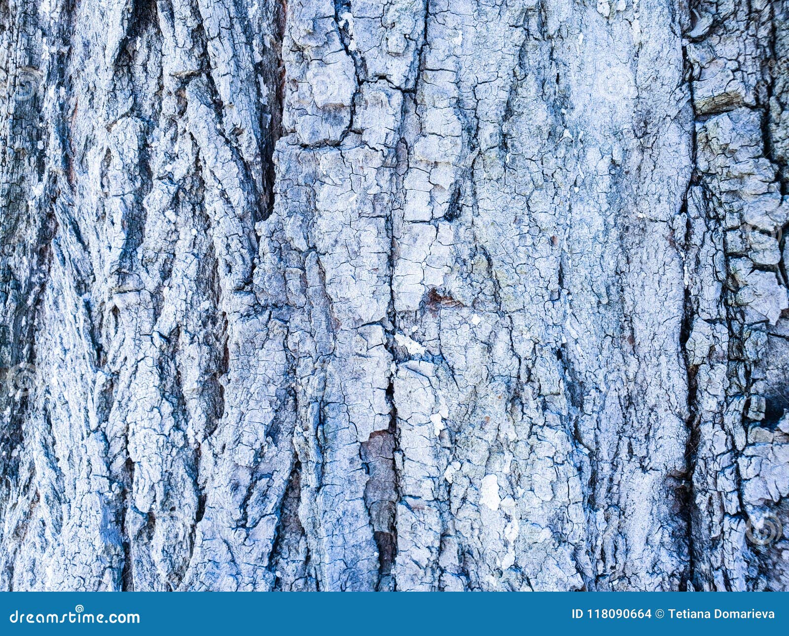 Bark, Close-up, Background, Texture Stock Photo - Image of cracked ...