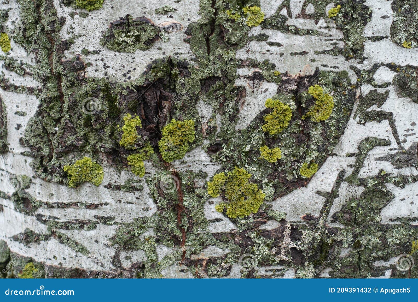 Gray Bark of Populus Alba with Yellow and Green Lichen and Moss Stock ...