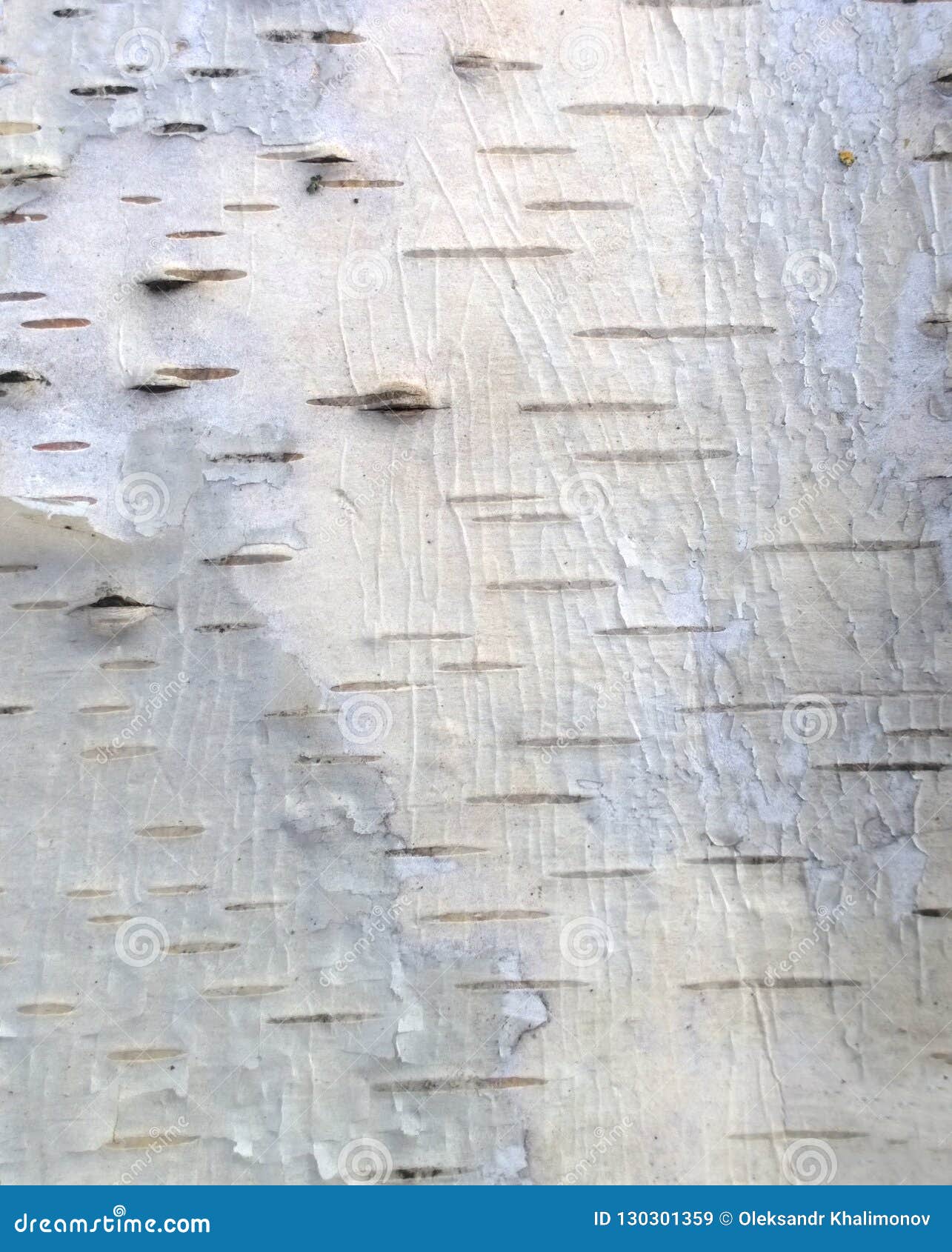 Gray bark texture stock image. Image of nature, side - 130301359