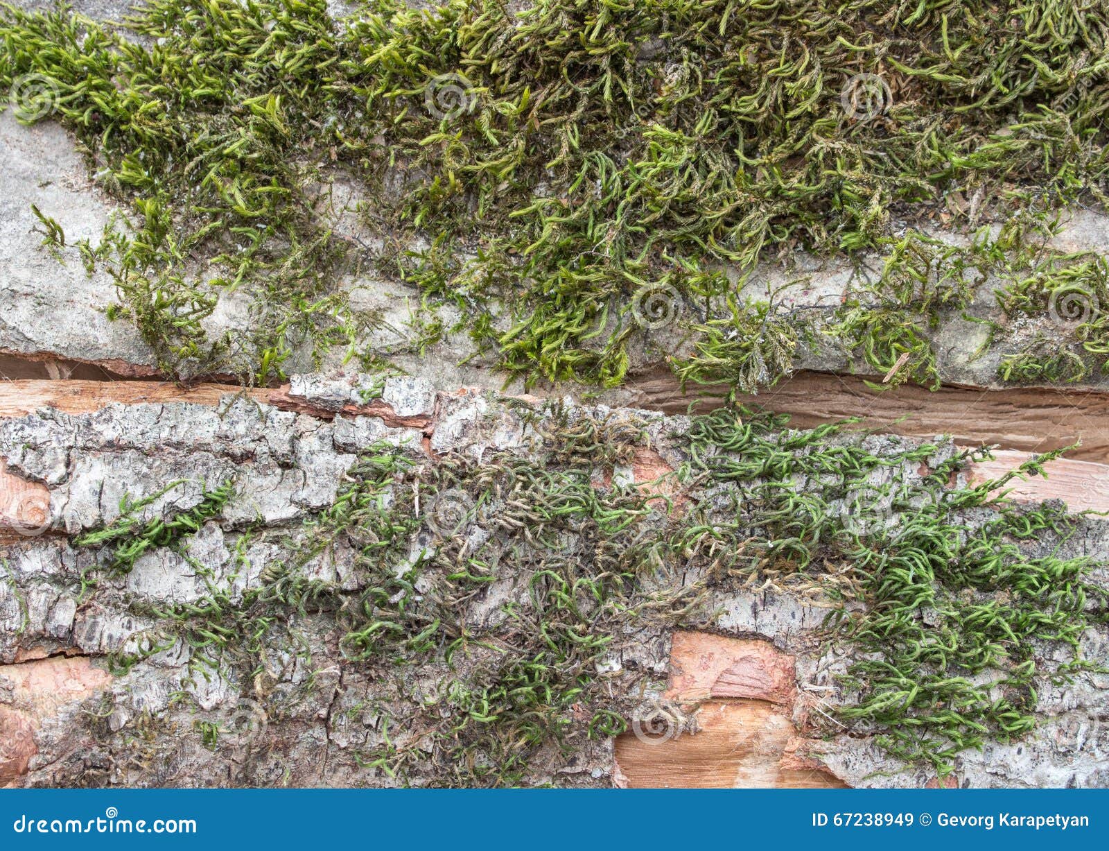 Gray Bark of the Tree with Green Grass Stock Image - Image of woodland ...