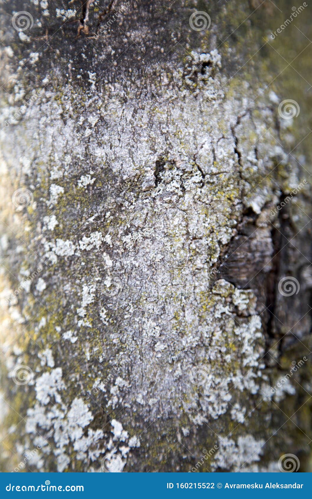 Gray bark of wood stock photo. Image of condition, design - 160215522