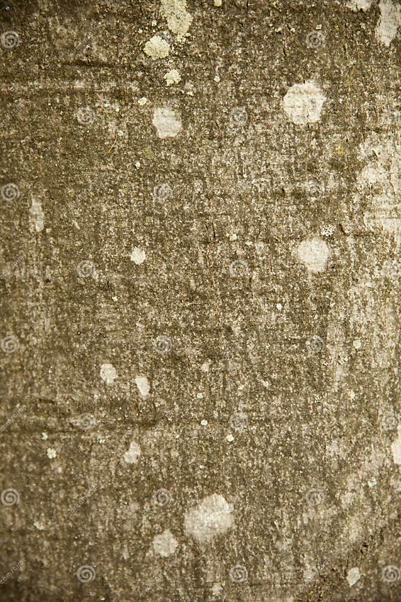 Beech Bark Texture Background Stock Image - Image of design, rough ...