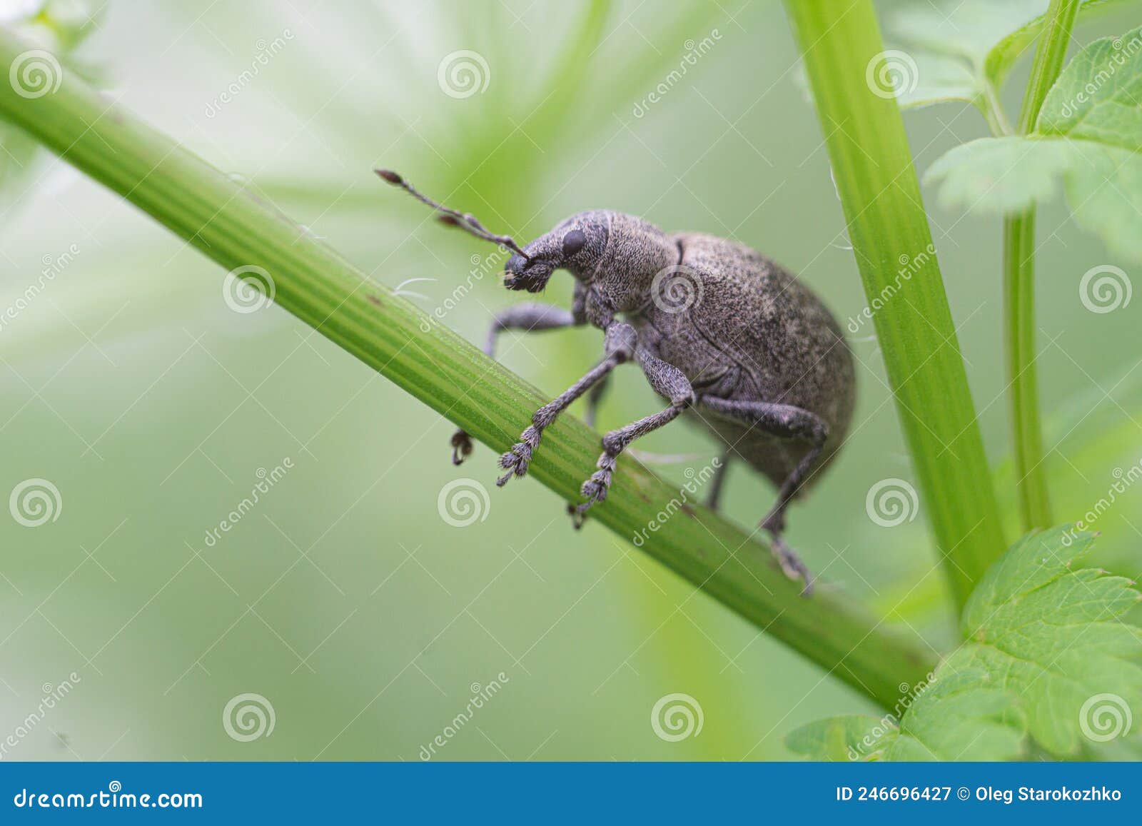 Gray Beetle Weevil on a Green Leaf Stock Image - Image of nature ...