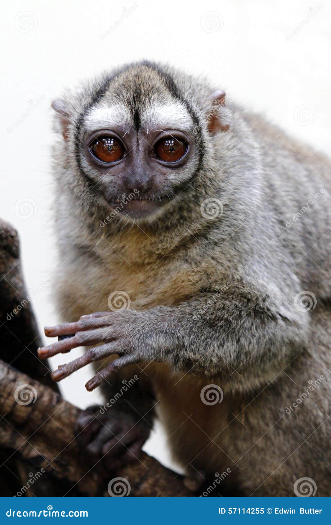 Gray-bellied night monkey stock image. Image of jungle - 57114255